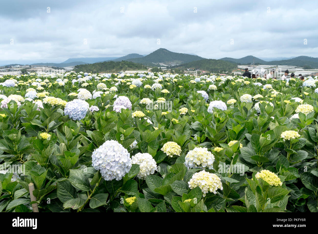 Field of hydrangeas flowers, these beautiful flowers are grown at land ...
