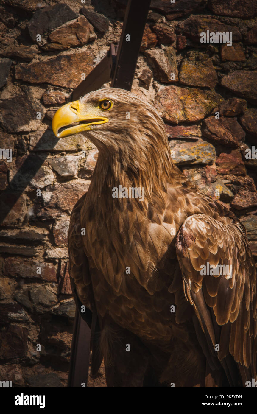Big yellow beak hi-res stock photography and images - Alamy