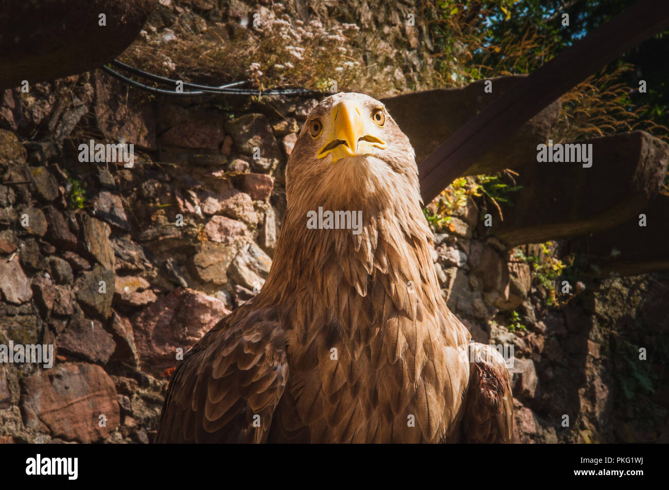 close-up of an eagle with a big yellow beak Stock Photo - Alamy