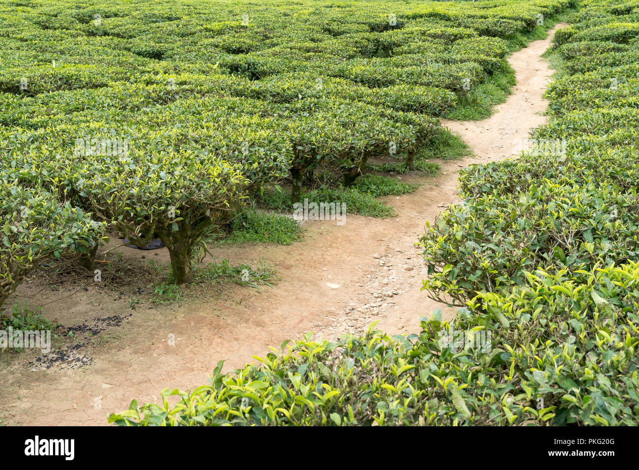The morning at Cau Dat tea farm at Da Lat town, Vietnam Stock Photo - Alamy