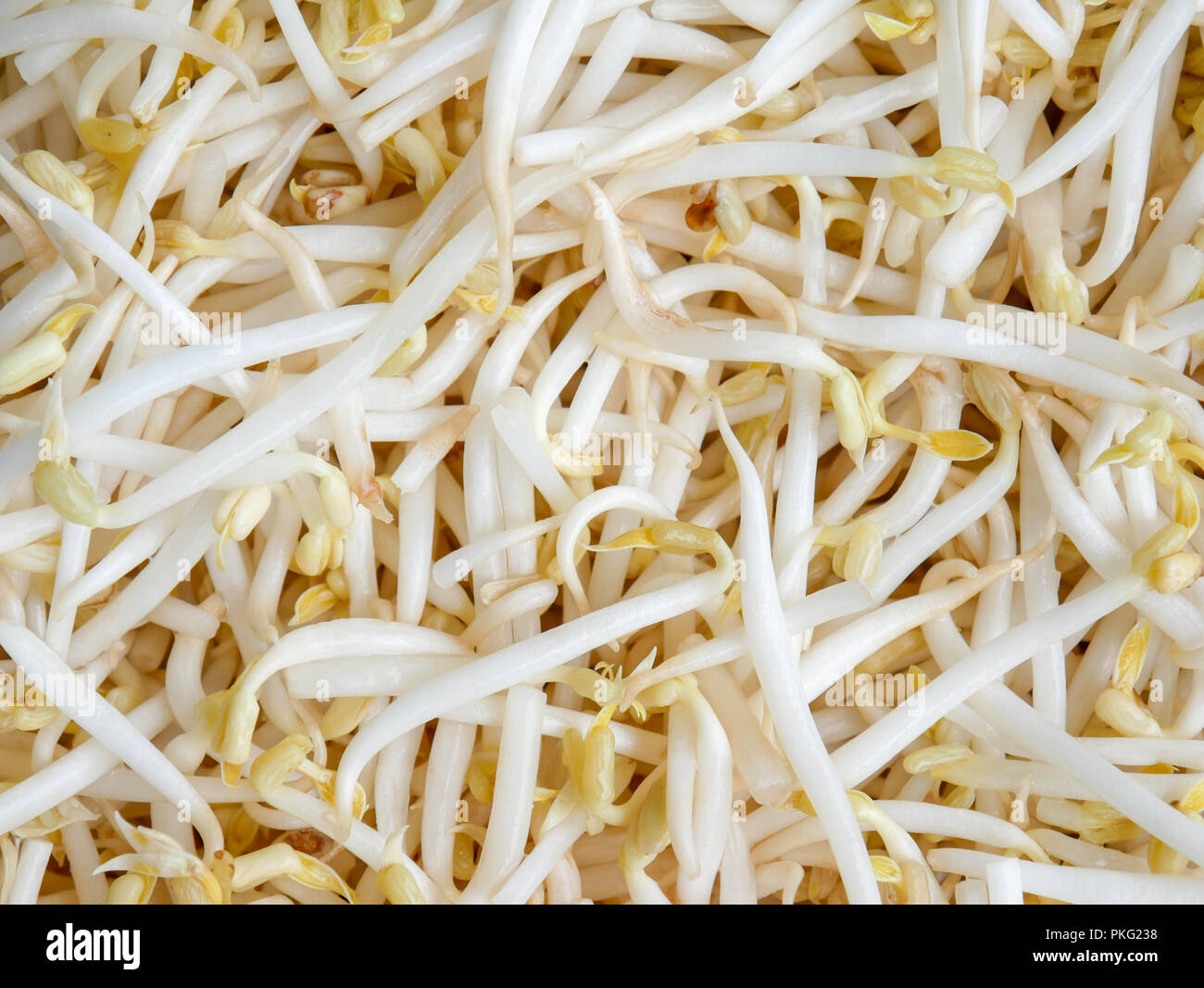 food background texture mung bean sprout Stock Photo - Alamy