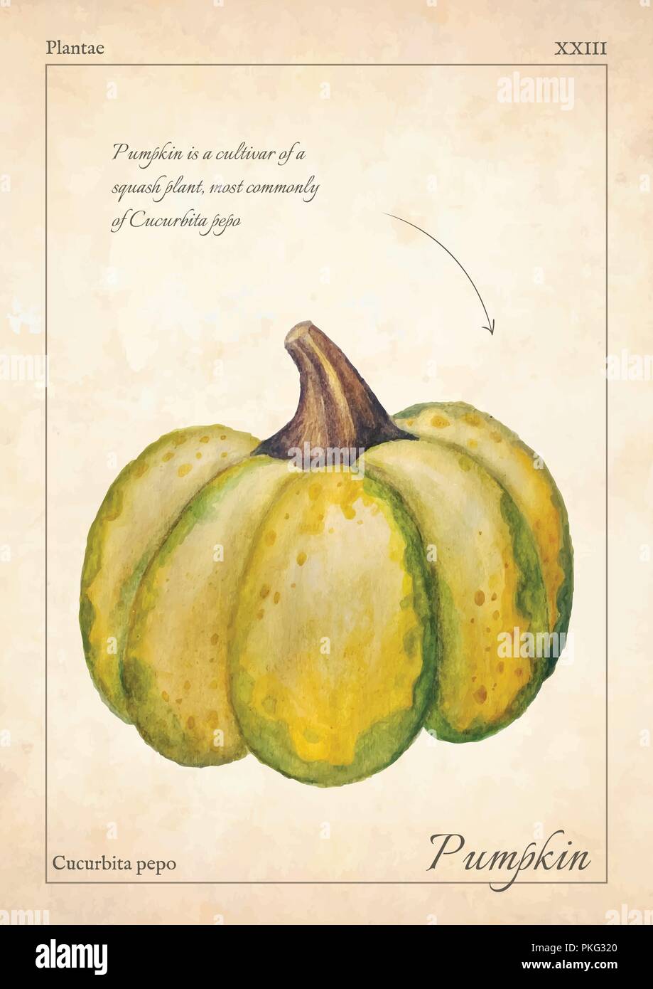 Gourd, pumpkin vector illustration. Green isolated gourd, pumpkin ...