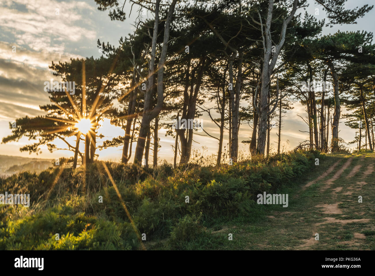 Trees on the clifftop at Budleigh Salterton on the Jurassic Coast in ...