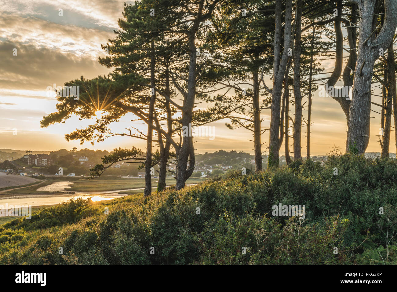 Trees on the clifftop at Budleigh Salterton on the Jurassic Coast in ...