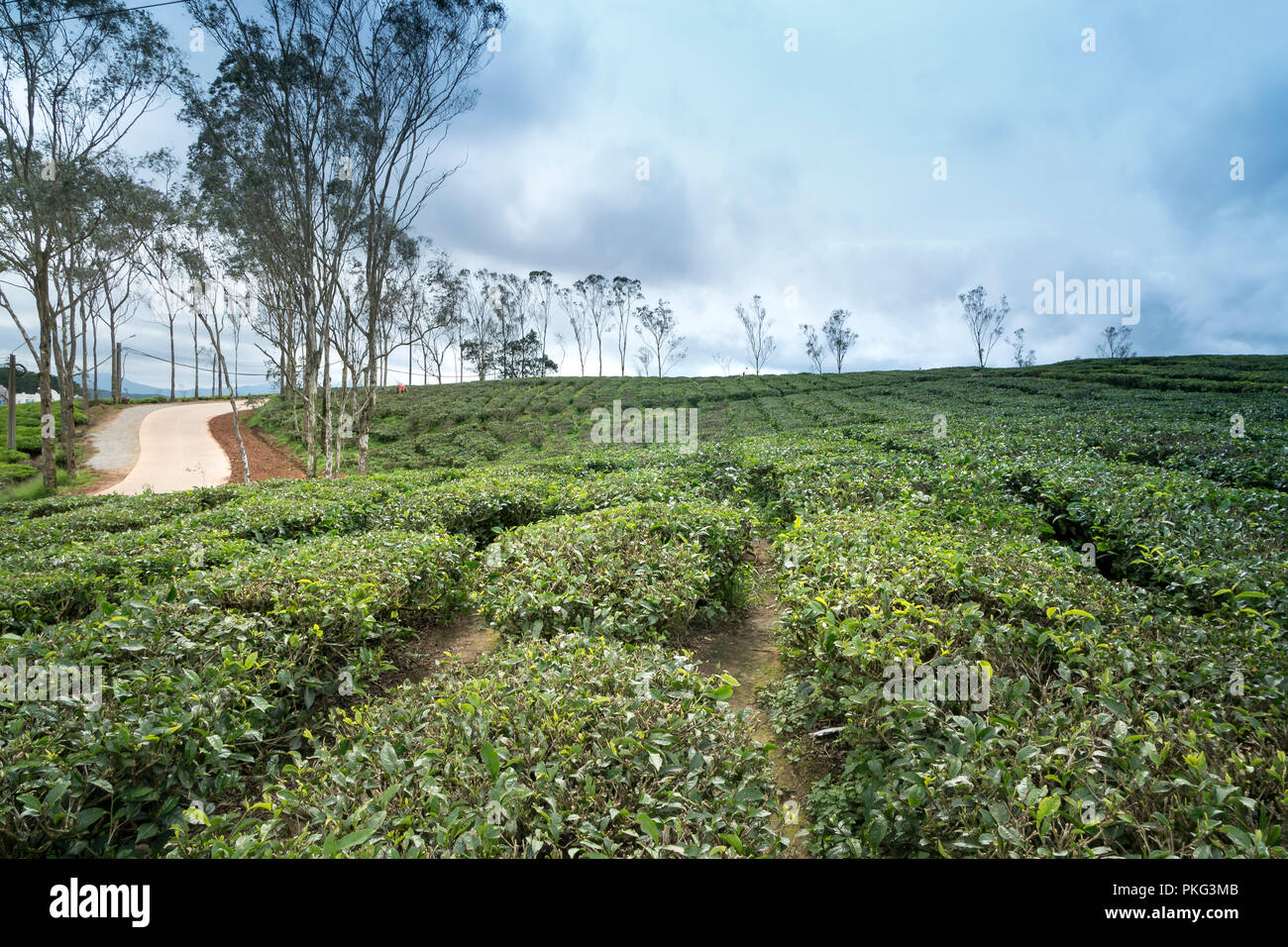 The morning at Cau Dat tea farm at Da Lat town, Vietnam Stock Photo - Alamy