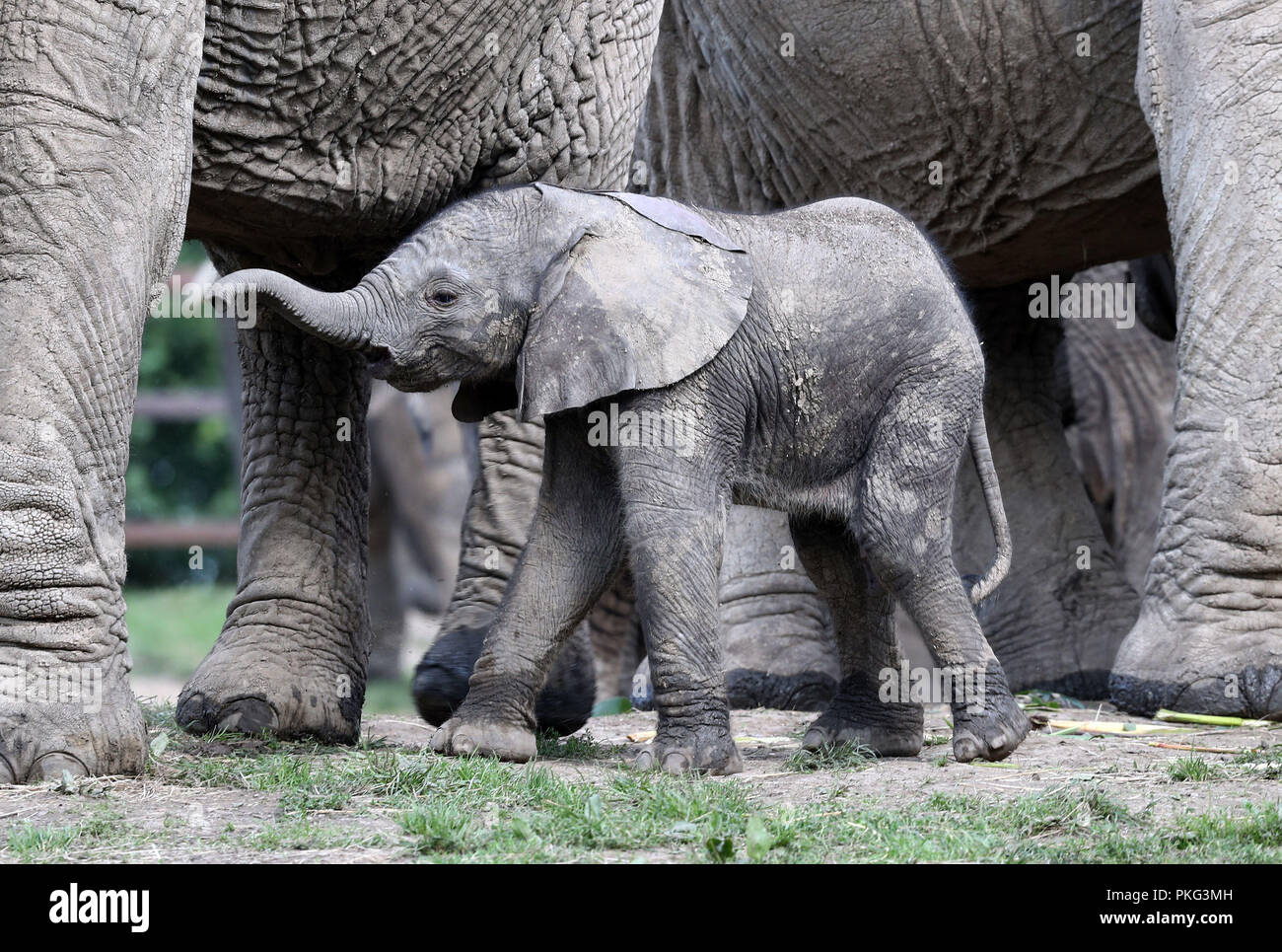 RETRANSMITTING CORRETING NAME A four day old as yet unnamed male ...