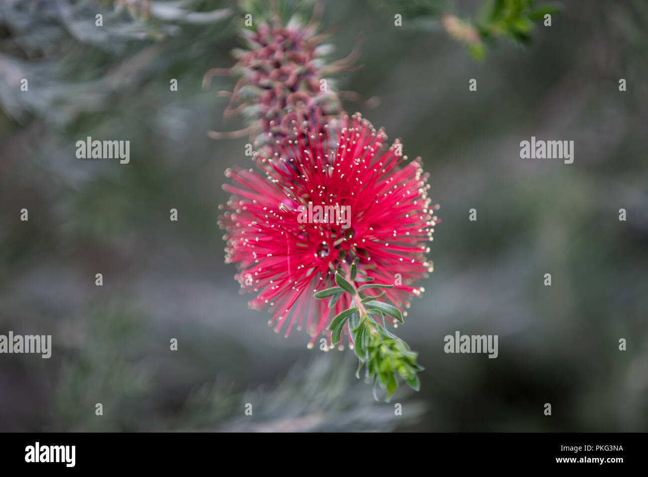 Spring season in perth hi-res stock photography and images - Alamy