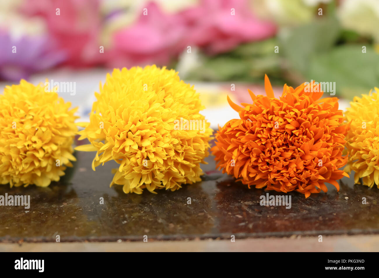 Marigolds flowers hi-res stock photography and images - Alamy