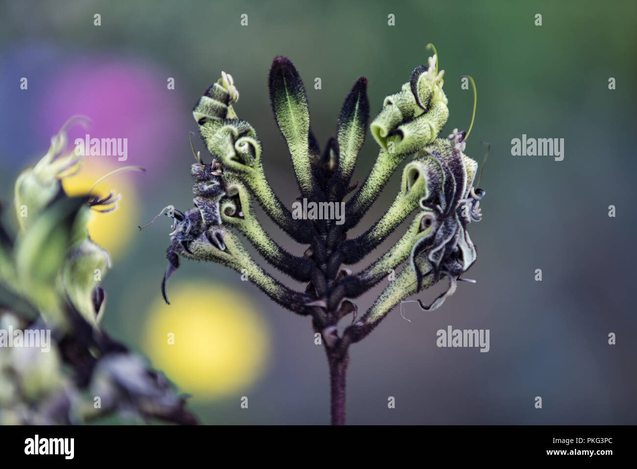 Spring season brings out the most beautiful wild flowers in Perth ...