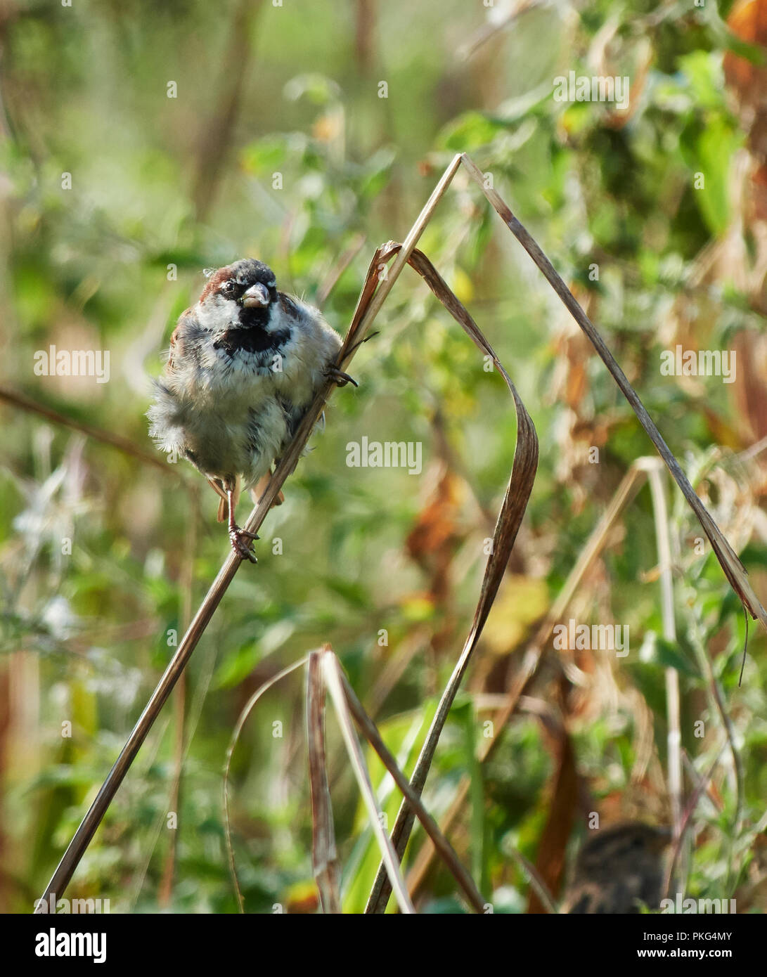 Evening primrose seed hi-res stock photography and images - Alamy