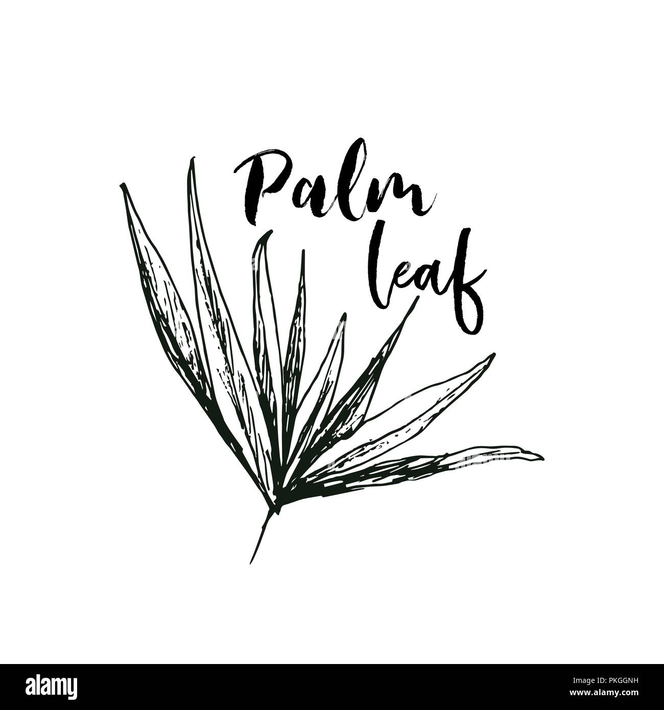 Isolated coconut or queen palm tree with leaves. Beach and rainforest ...