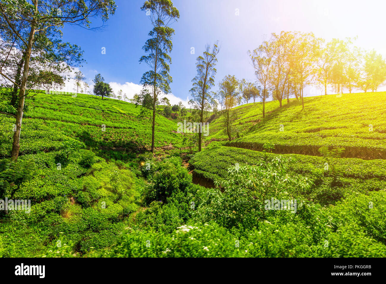 Green plantation of Ceylon tea. Bright terraced fields of tea plants in ...