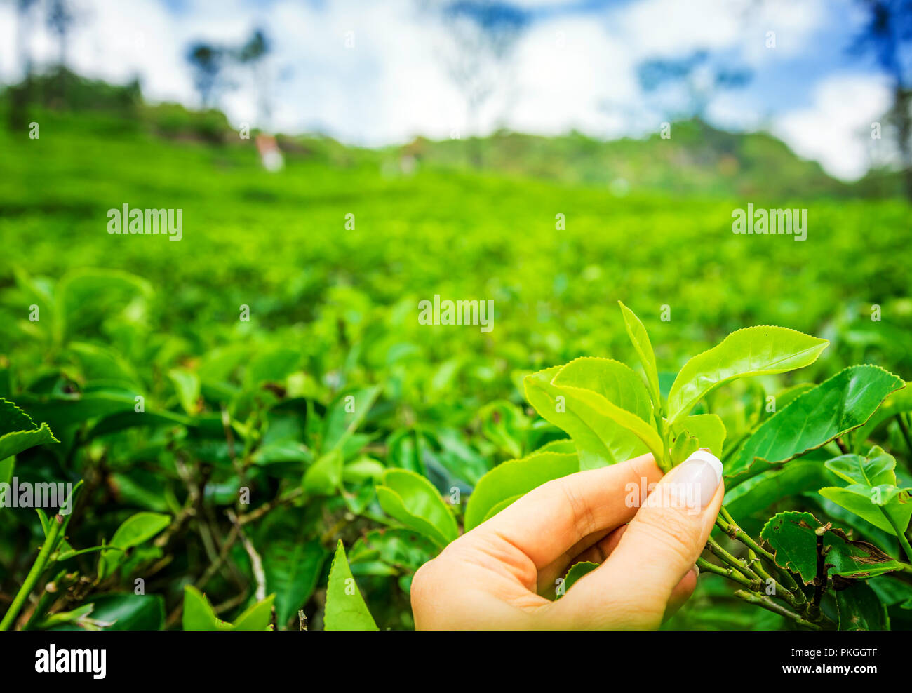Hand picking up green tea leaves at a tea plantation. Fresh tea leaves ...