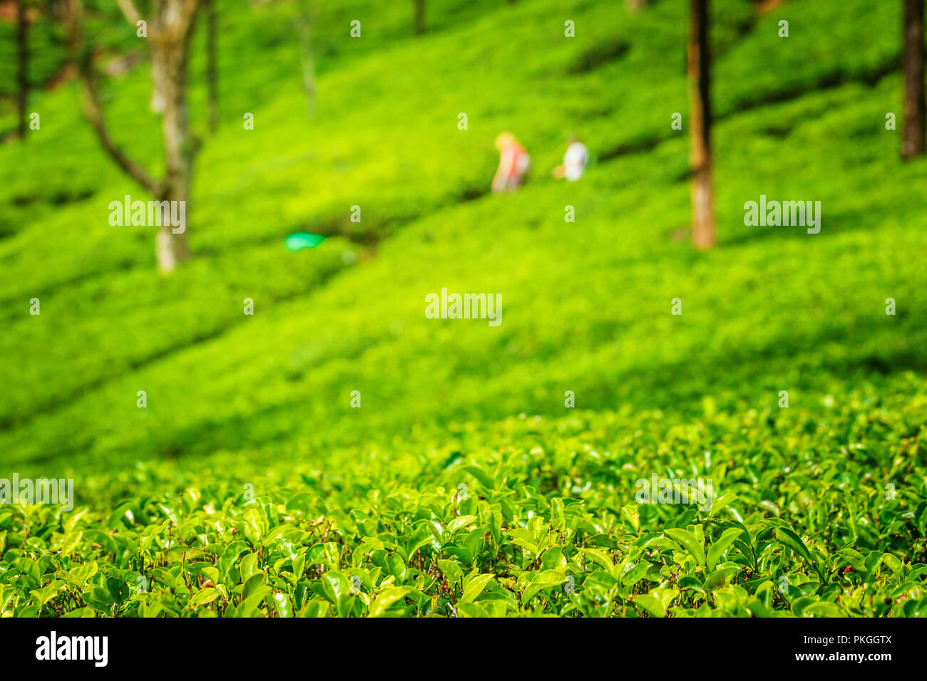 Green plantation of Ceylon tea. Bright terraced fields of tea plants in ...