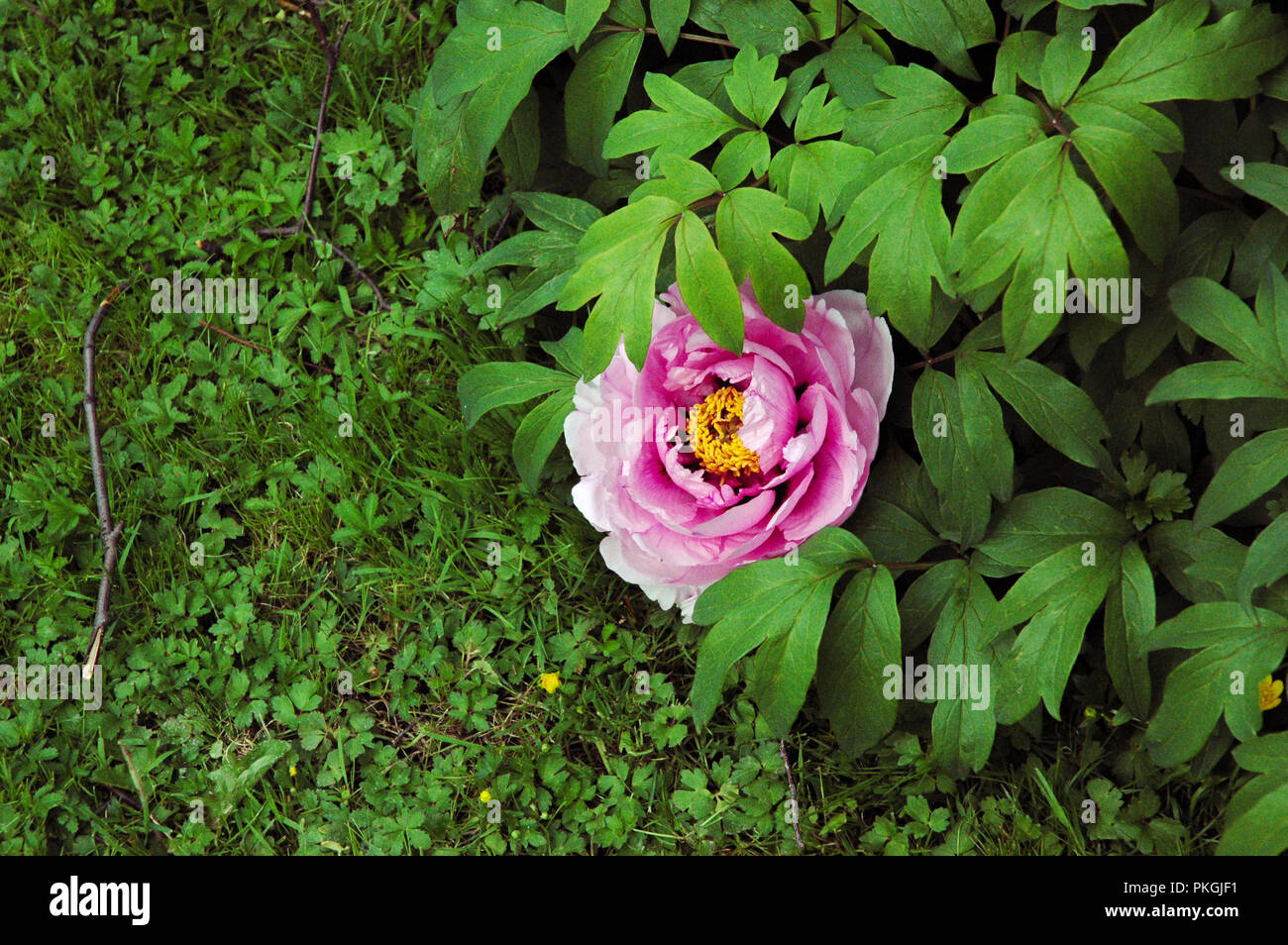 Big blooming red peony flower in spring. Happy 8th march day gift with ...