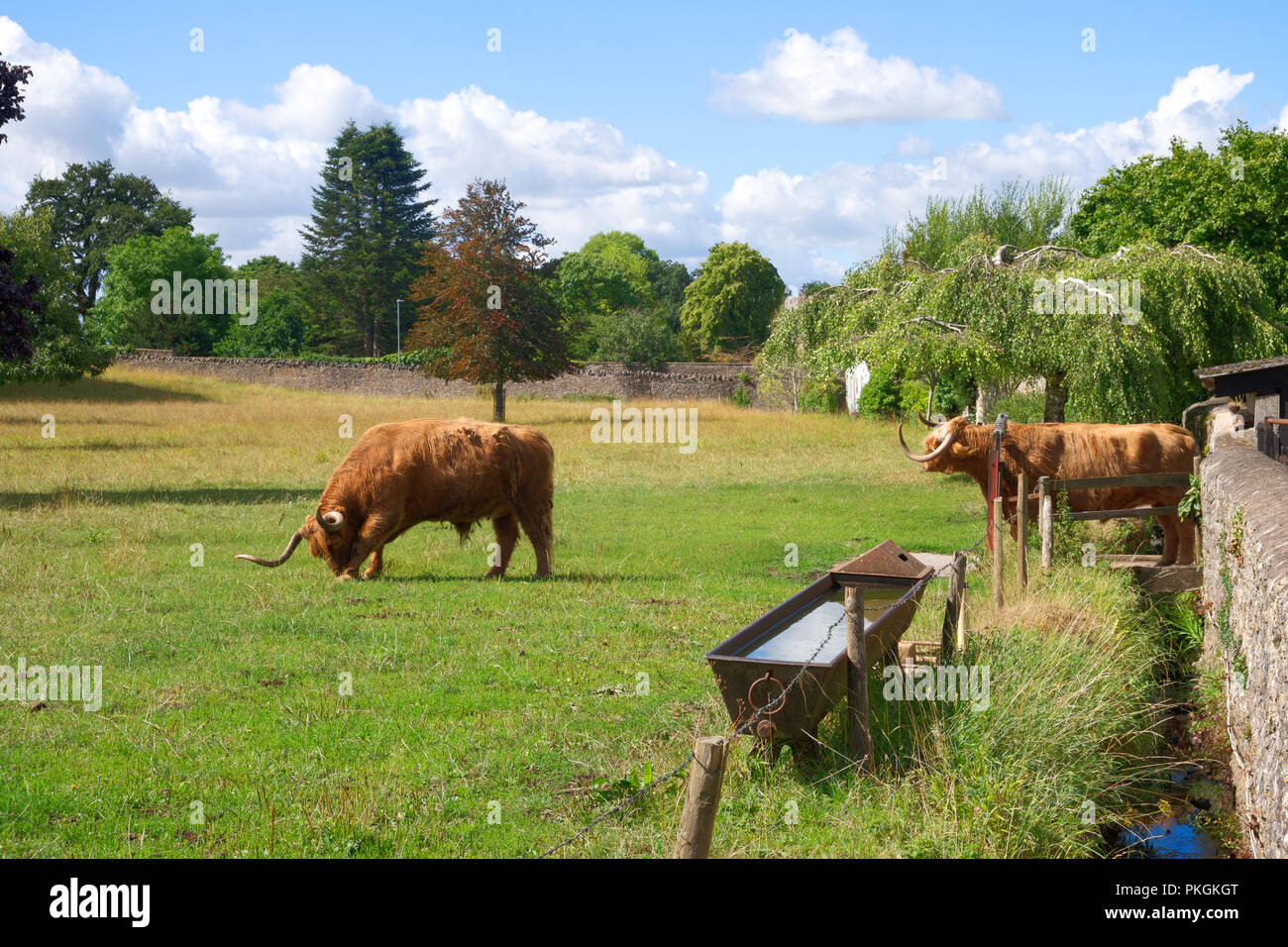 Scottish bull in field hi-res stock photography and images - Alamy