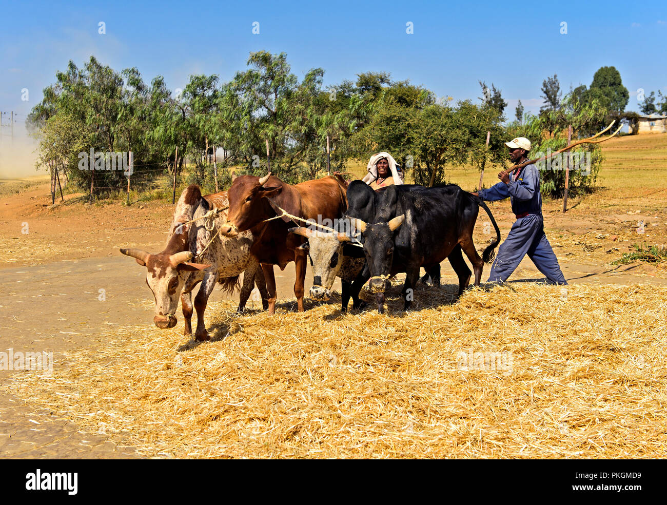 Traditional threshing of Teff (Eragrostis tef) by making Zebu cattle ...