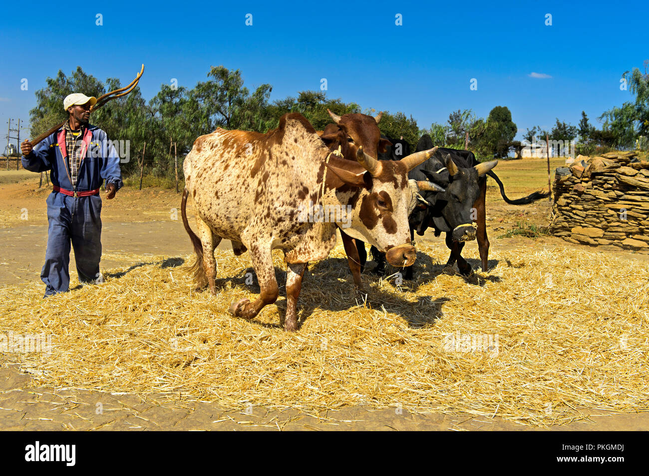 Traditional threshing of Teff (Eragrostis tef) by making Zebu cattle ...