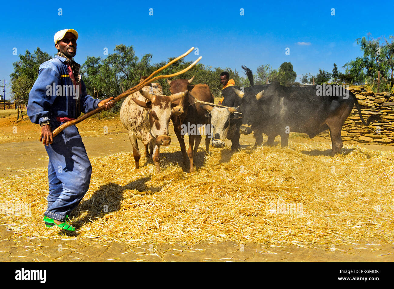 Traditional threshing of Teff (Eragrostis tef) by making Zebu cattle ...