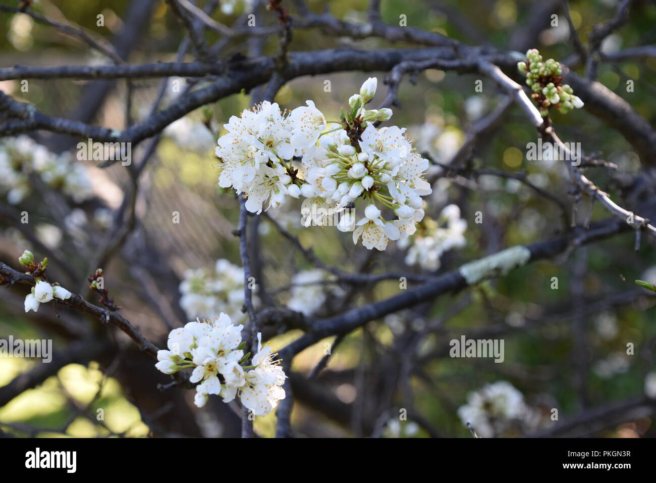 Stone fruit plants hi-res stock photography and images - Alamy