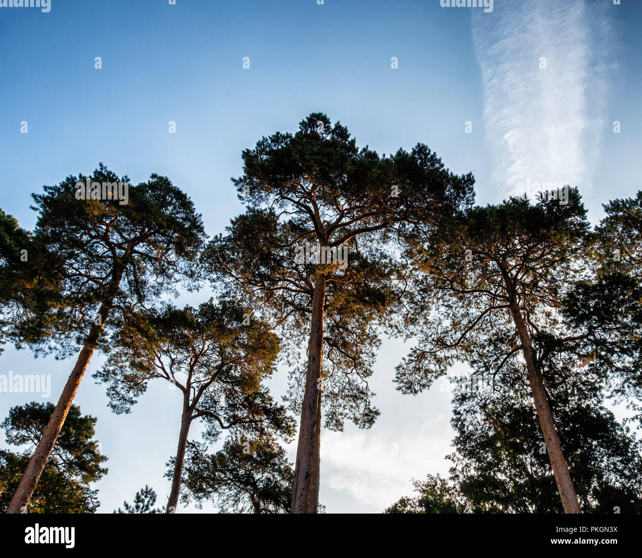 Tops of conifers hi-res stock photography and images - Alamy