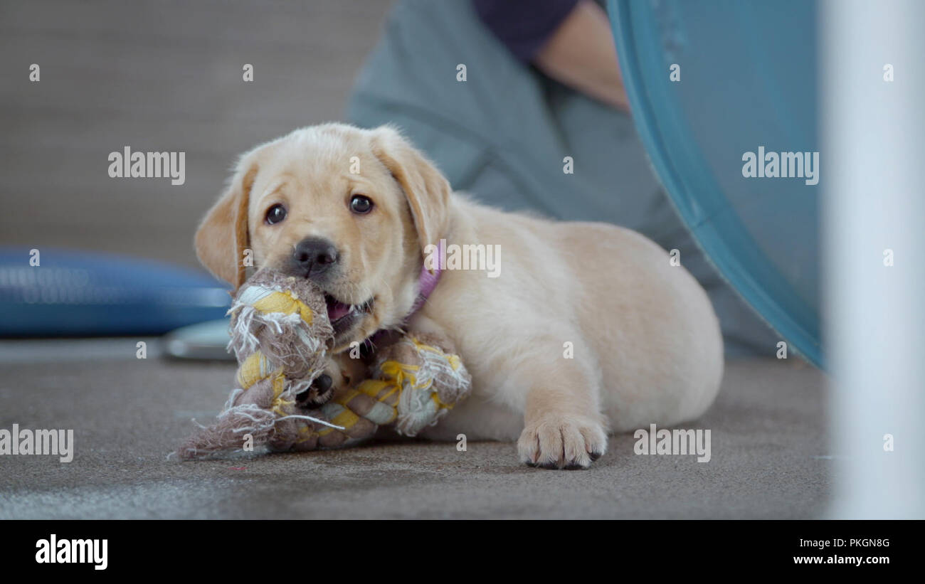PICK OF THE LITTER, Primrose, Guide puppy at Guide Dogs for the Blind ...