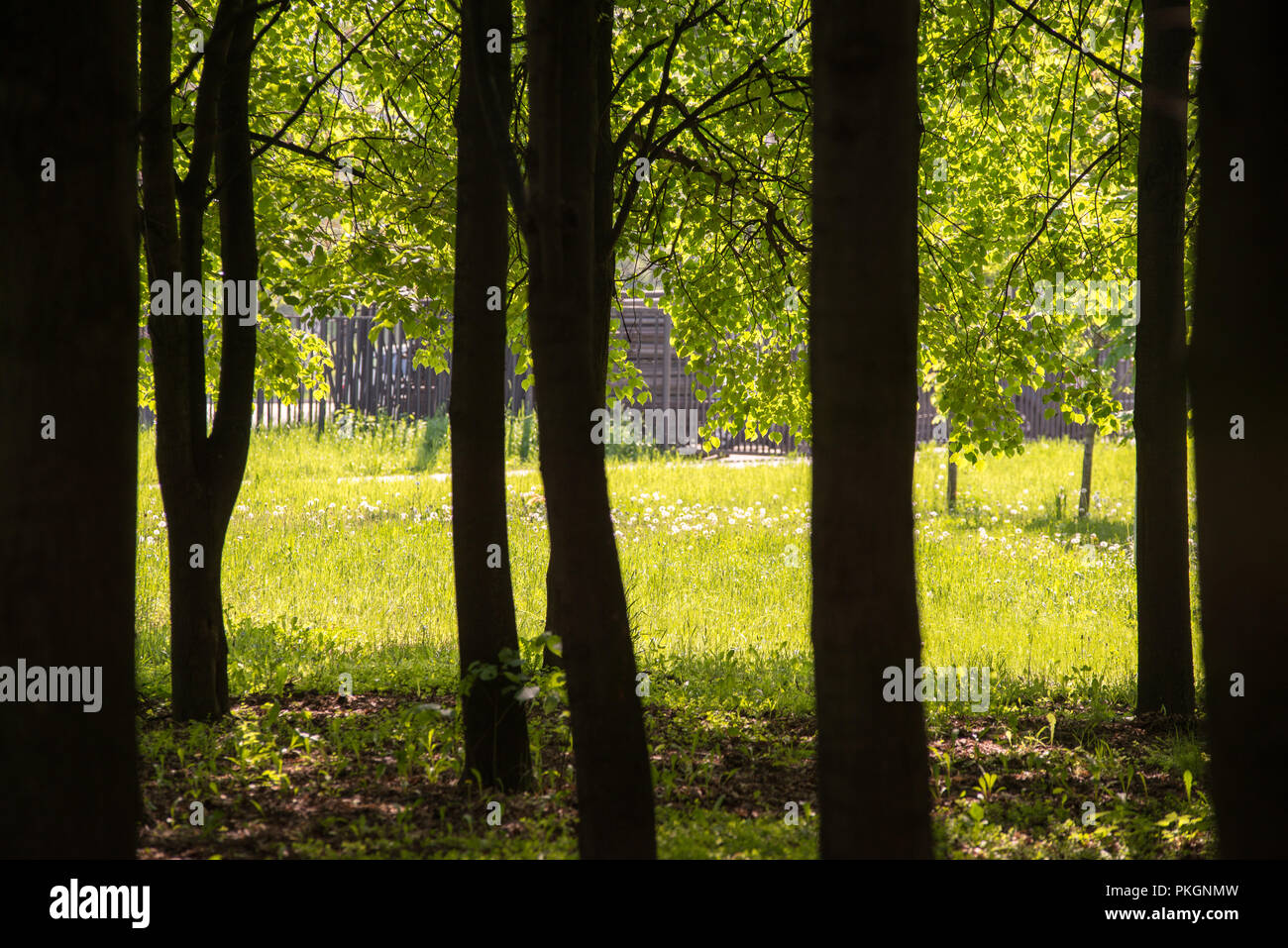 Spring meadow with big trees as frame with fresh green leaves Stock ...