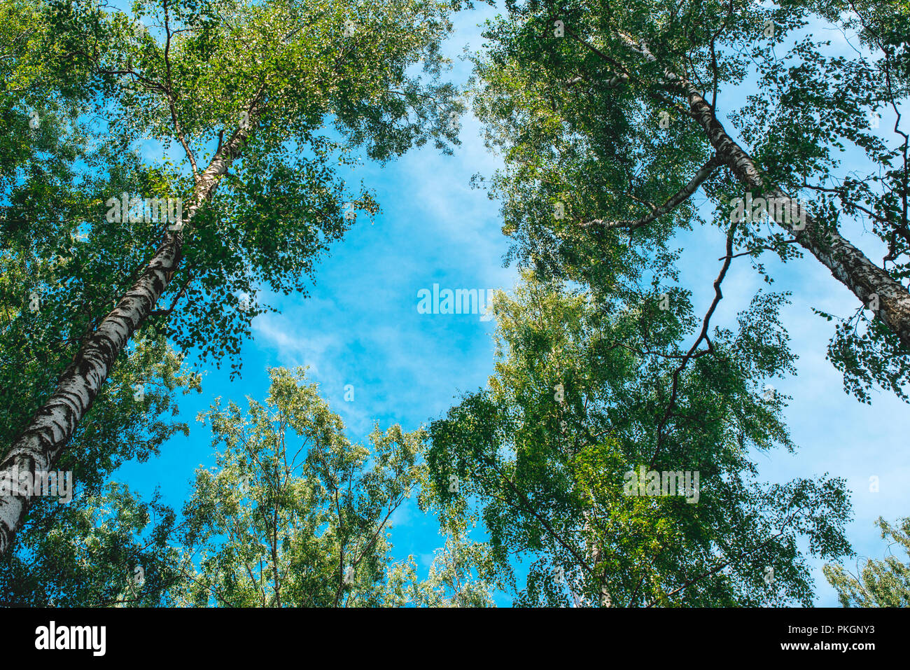 Looking up into forest hi-res stock photography and images - Alamy