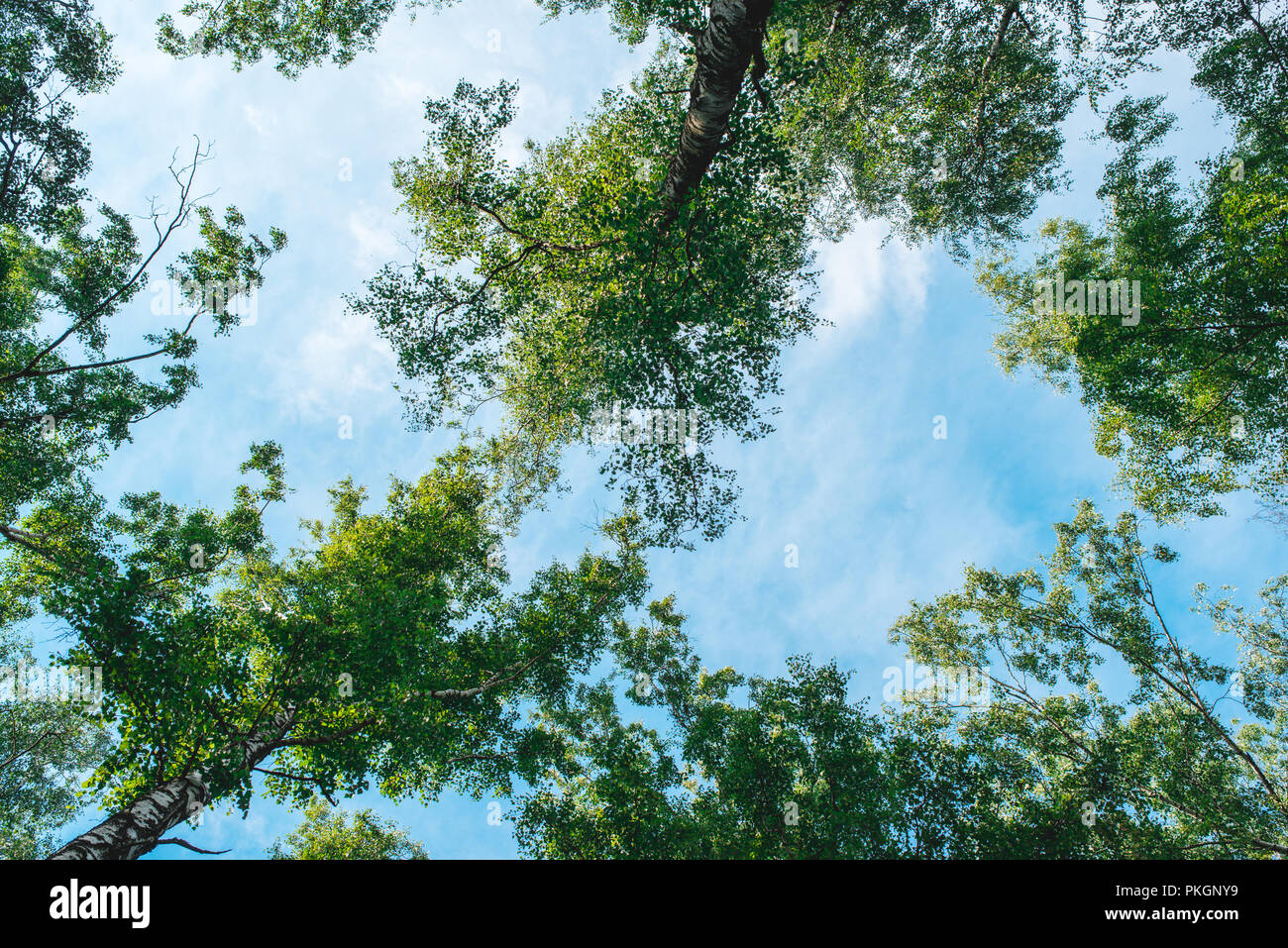 Looking up in forest hi-res stock photography and images - Alamy