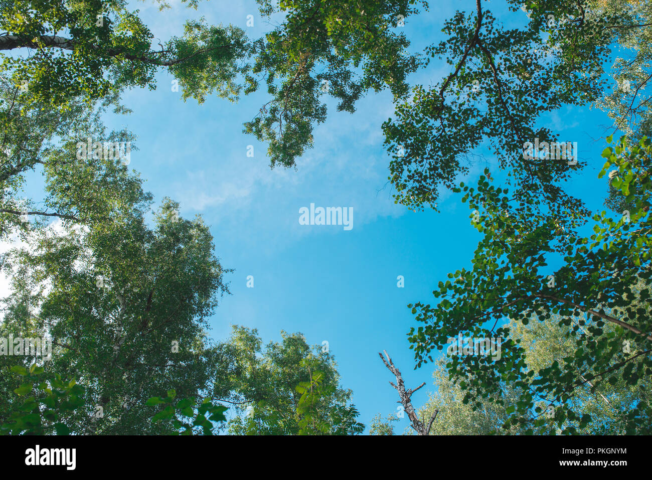 Looking up in forest hi-res stock photography and images - Alamy