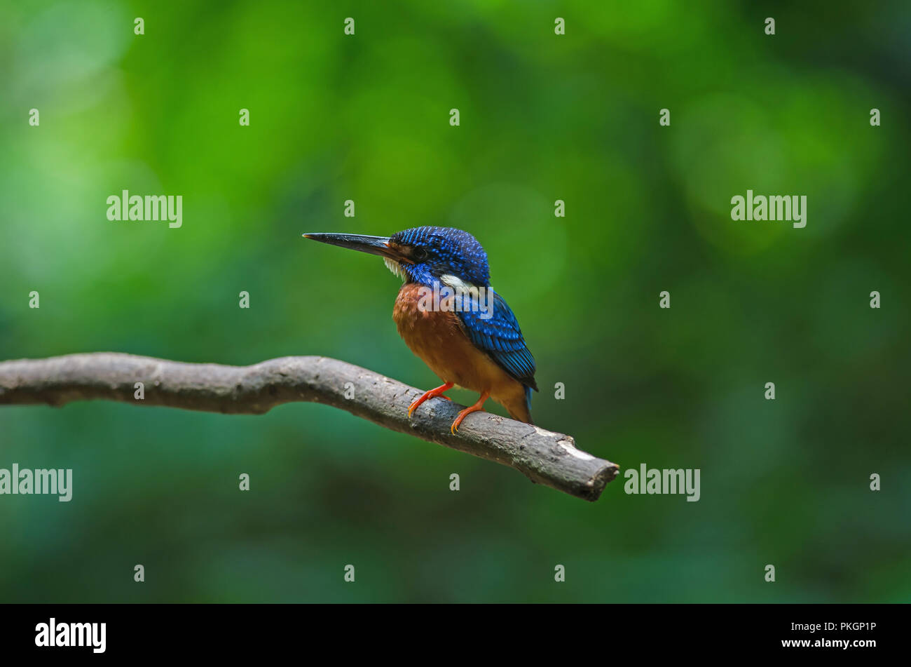 Blue eared kingfisher alcedo meninting hi-res stock photography and ...