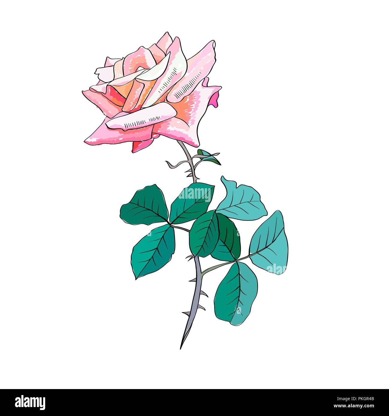 Rosebush drawing hi-res stock photography and images - Alamy