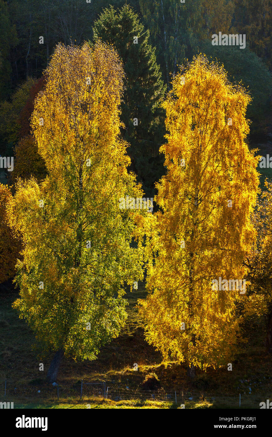 Trees in autumn colors in backlight Stock Photo - Alamy