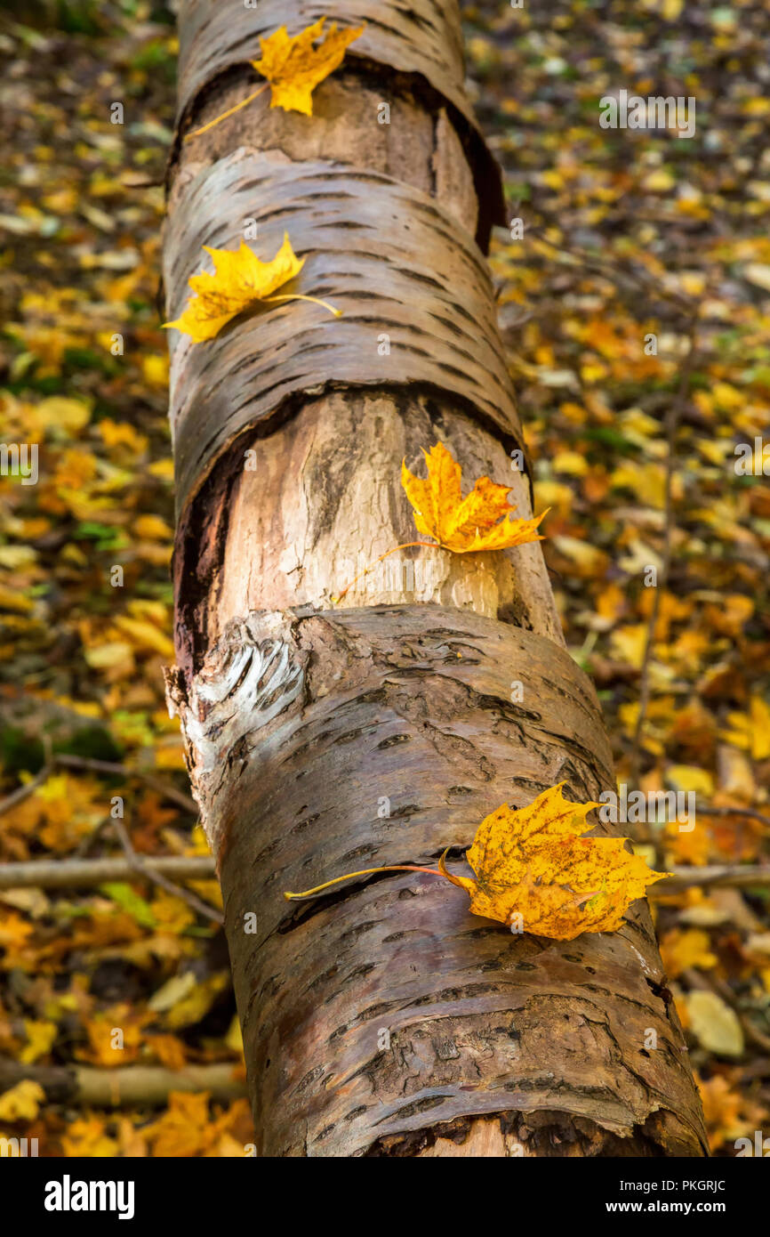 Log of wood with maple leaves in the woods Stock Photo - Alamy