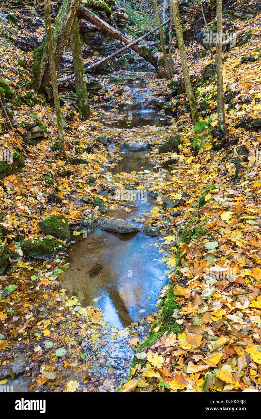 Creek with autumn leaves running through a ravine Stock Photo - Alamy