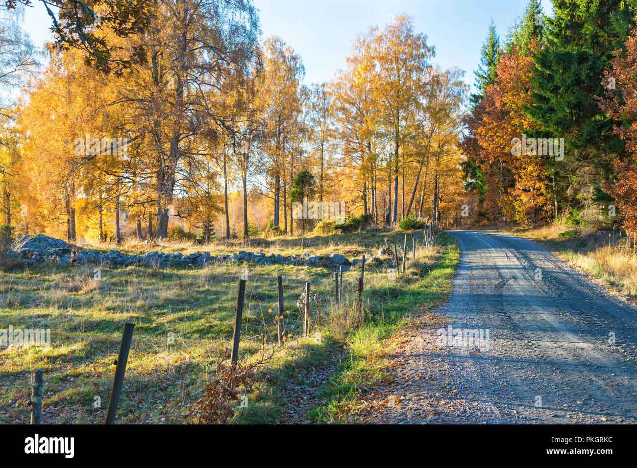Dirt road along a meadow of the woods with autumn colors Stock Photo ...