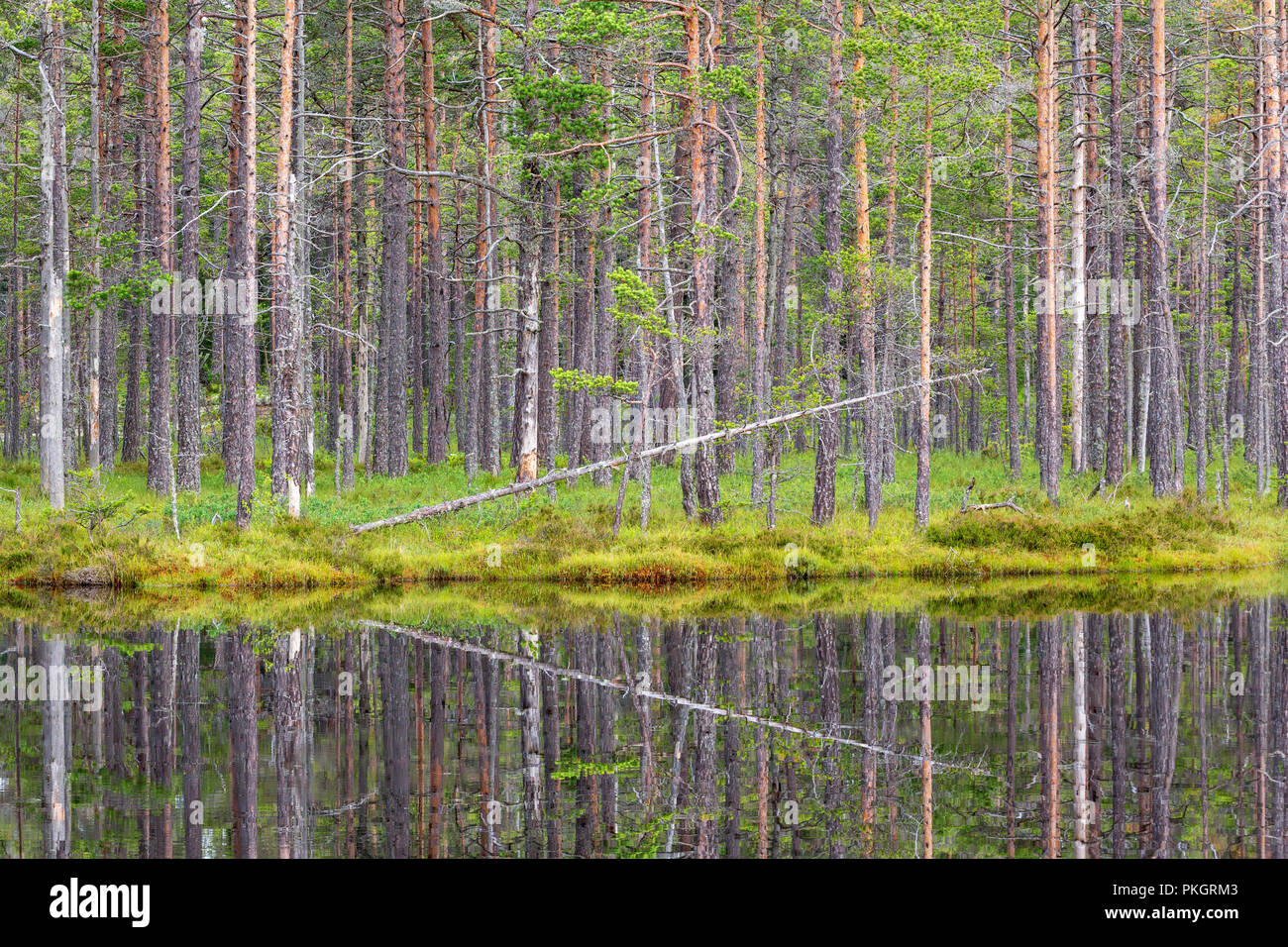 Water reflection of forest in lake Stock Photo - Alamy