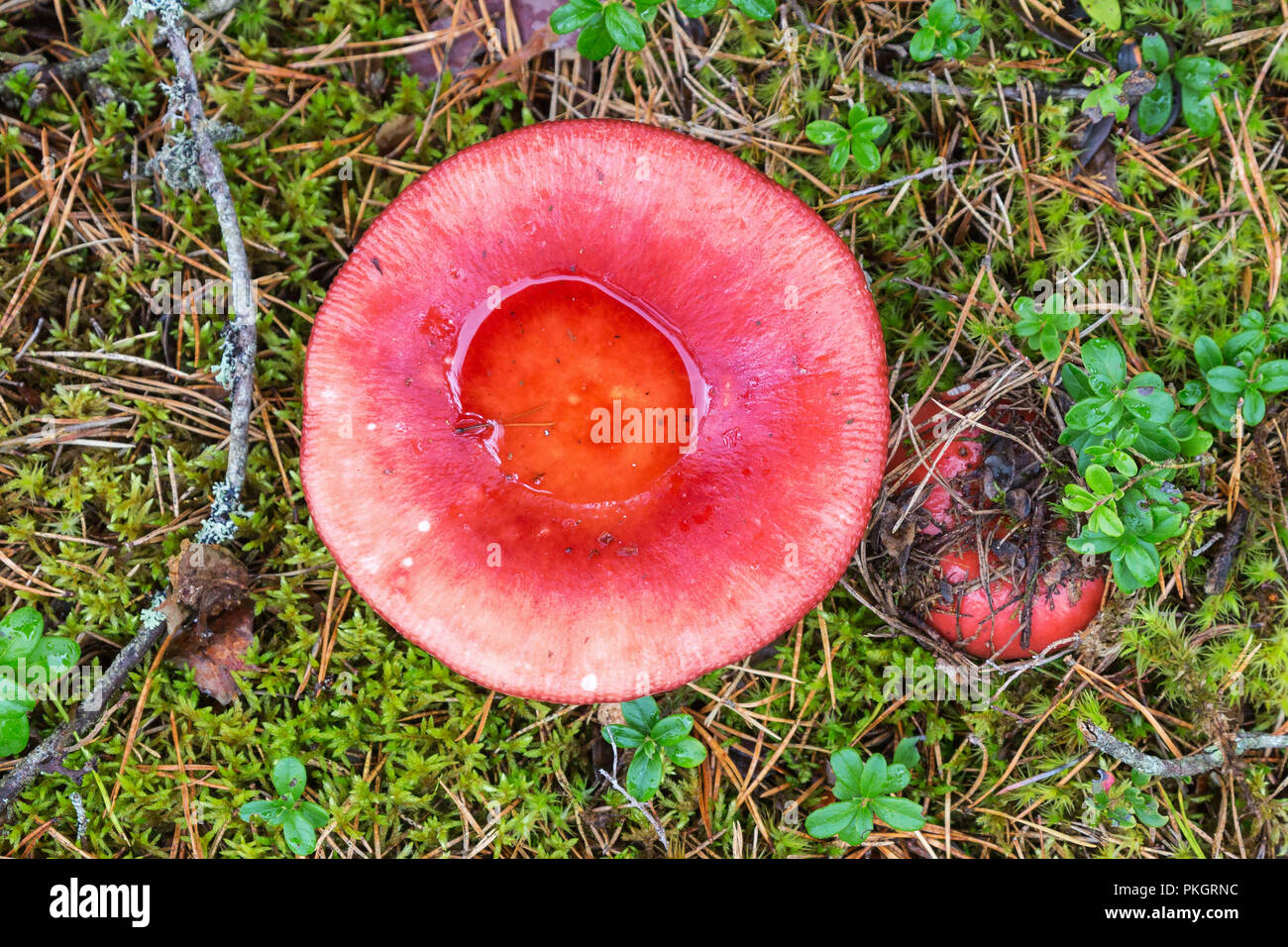 Hat from above hi-res stock photography and images - Alamy