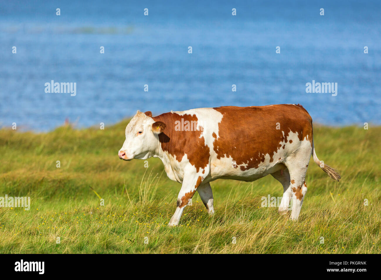 Alone Cow walking on the beach meadow Stock Photo - Alamy