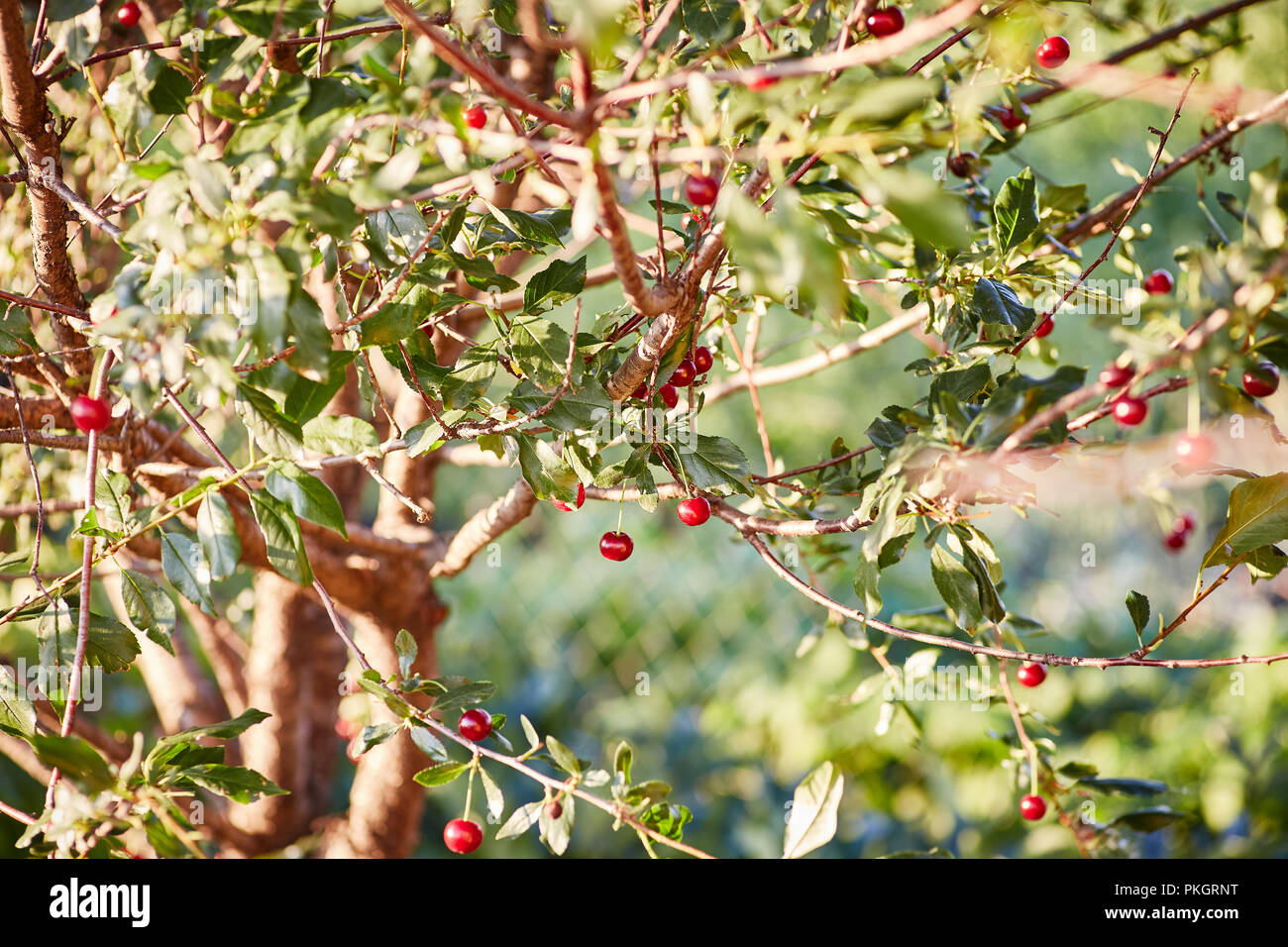 Homegrown cherry tree hi-res stock photography and images - Alamy