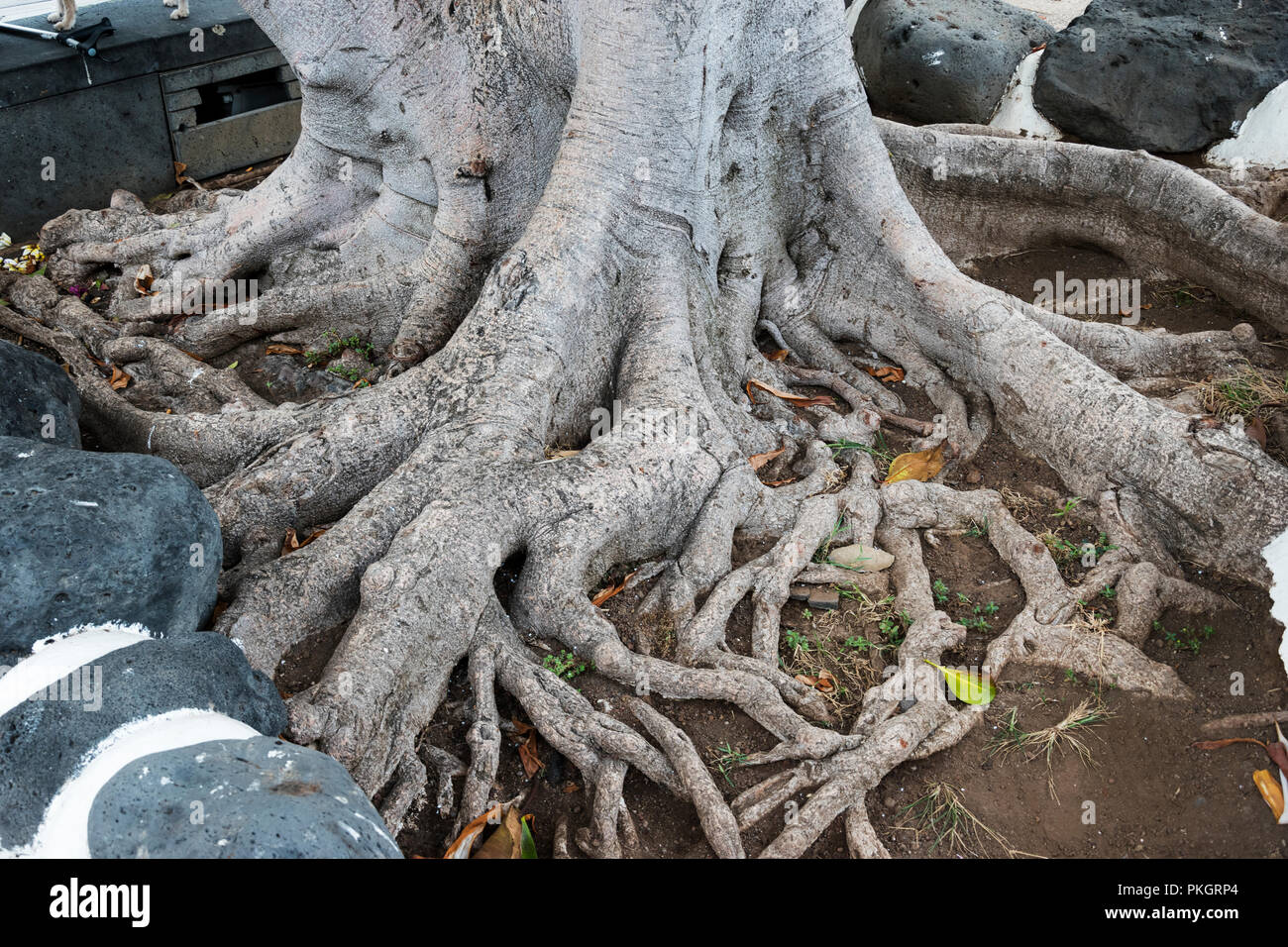 Amazing bare tree roots on the ground close up photo Stock Photo - Alamy
