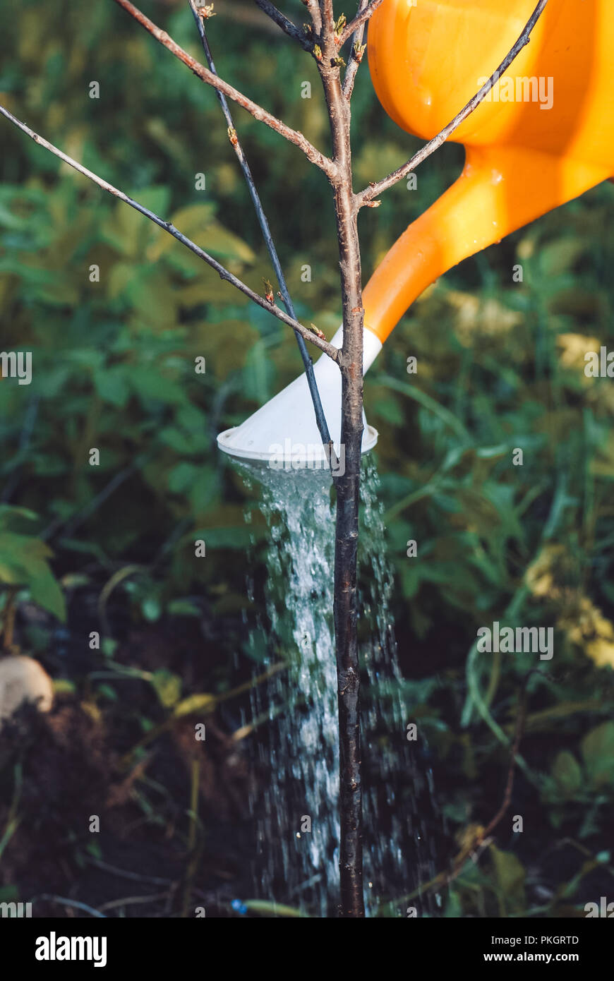 Watering tree from can hi-res stock photography and images - Alamy