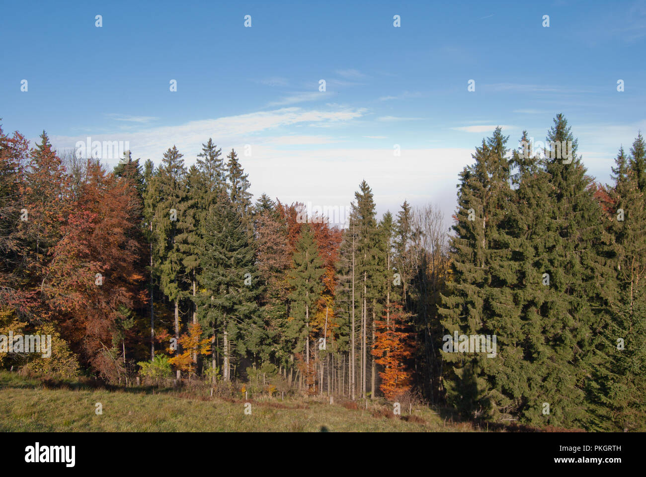 Nature forest ceiling hi-res stock photography and images - Alamy