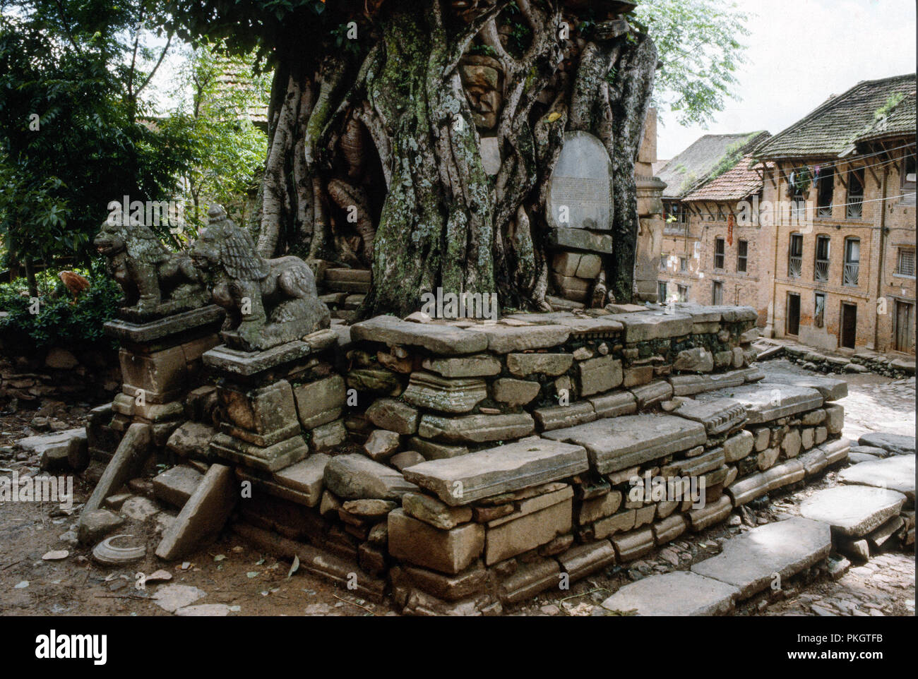 Shrine and pipal tree Stock Photo - Alamy