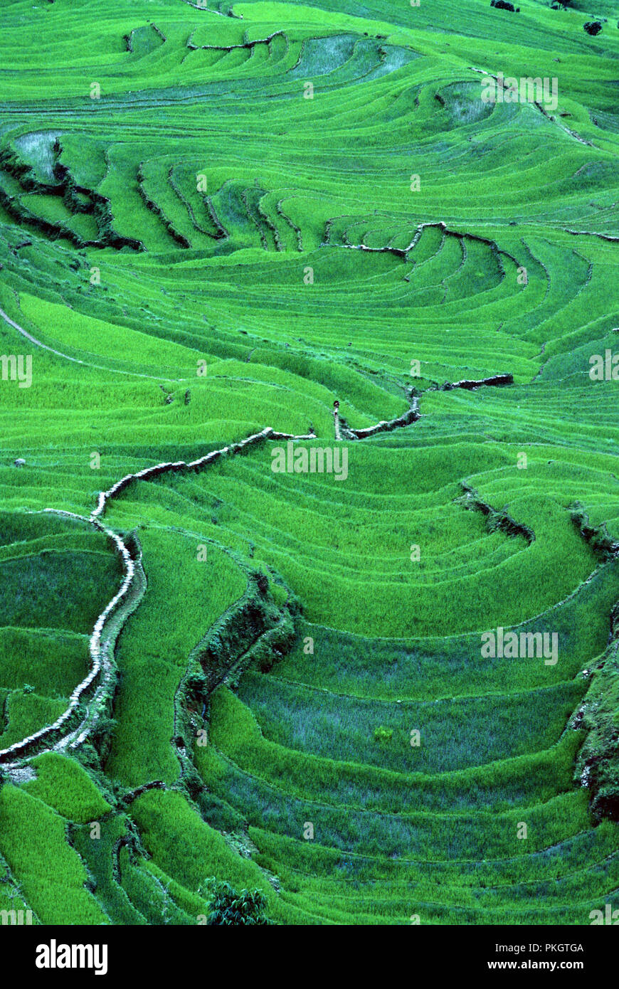 Terraced rice fields Stock Photo - Alamy