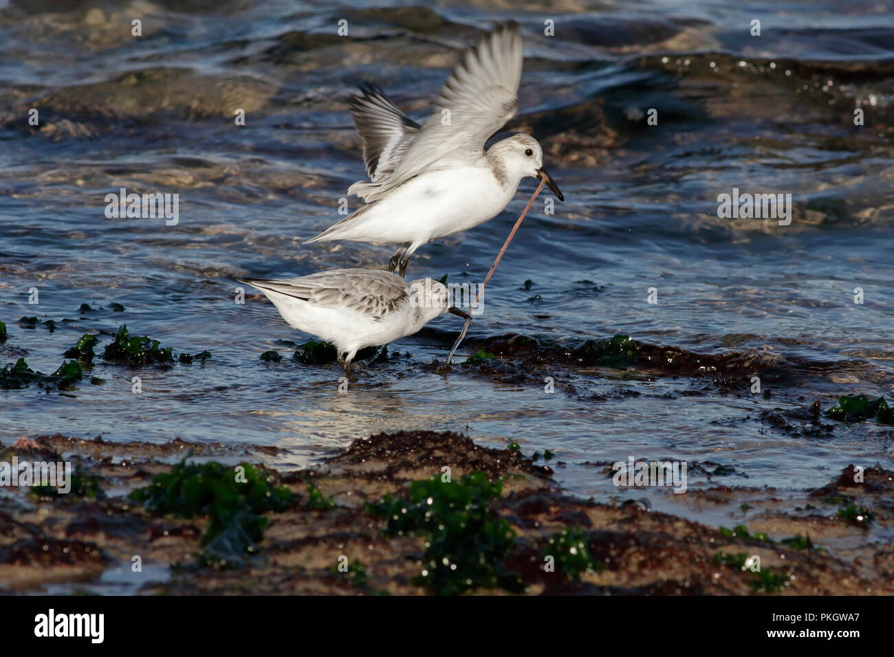 Bird pulling worm hi-res stock photography and images - Alamy