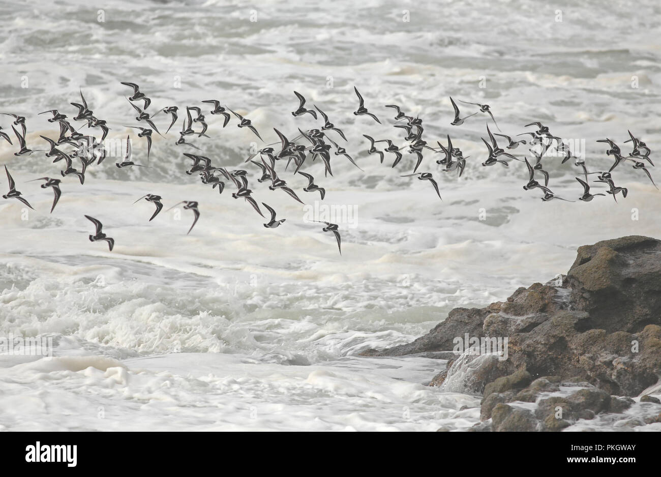 Flock of shorebirds in flight over rough sea. Northern portuguese coast ...