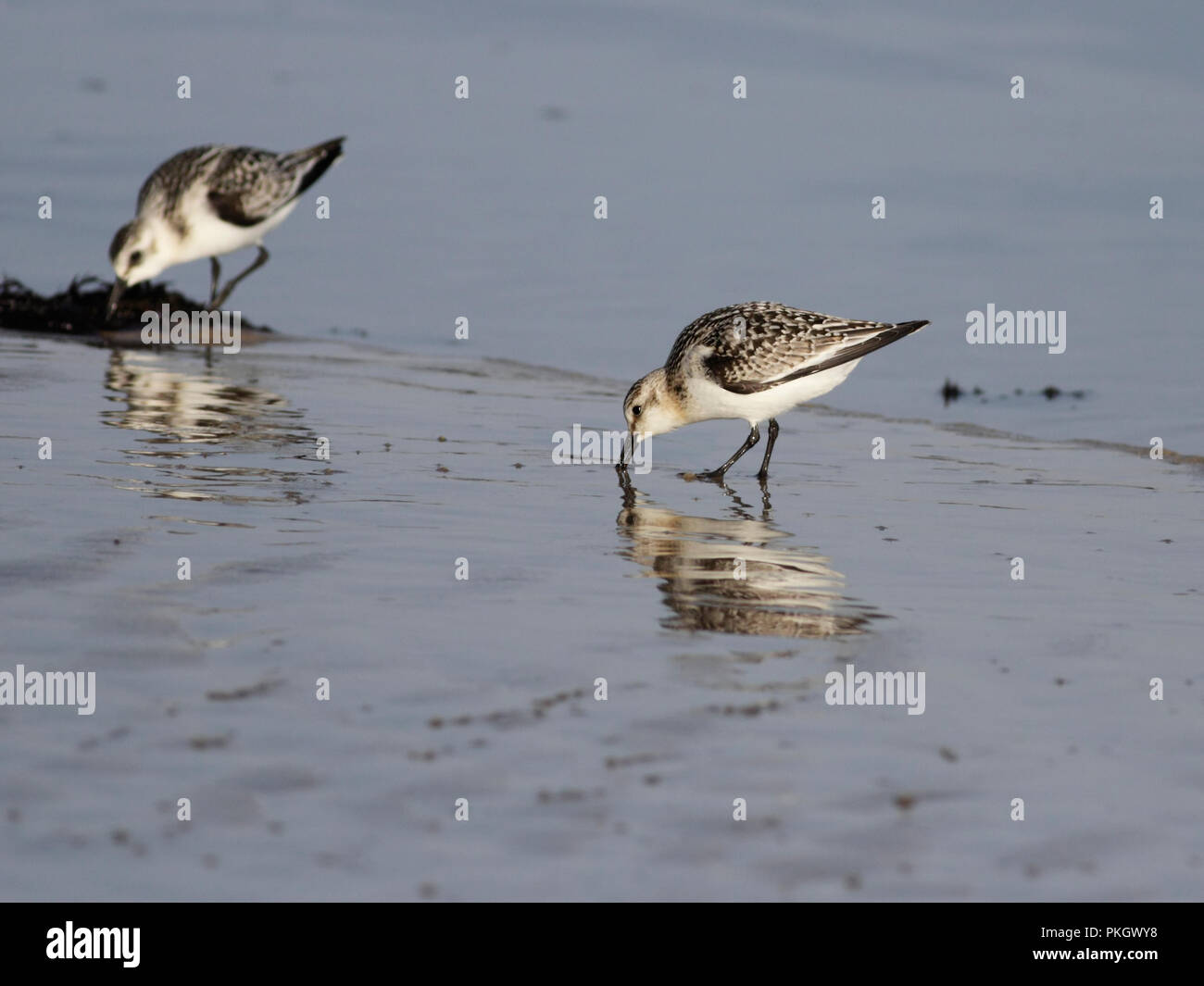 Piper bird hi-res stock photography and images - Alamy