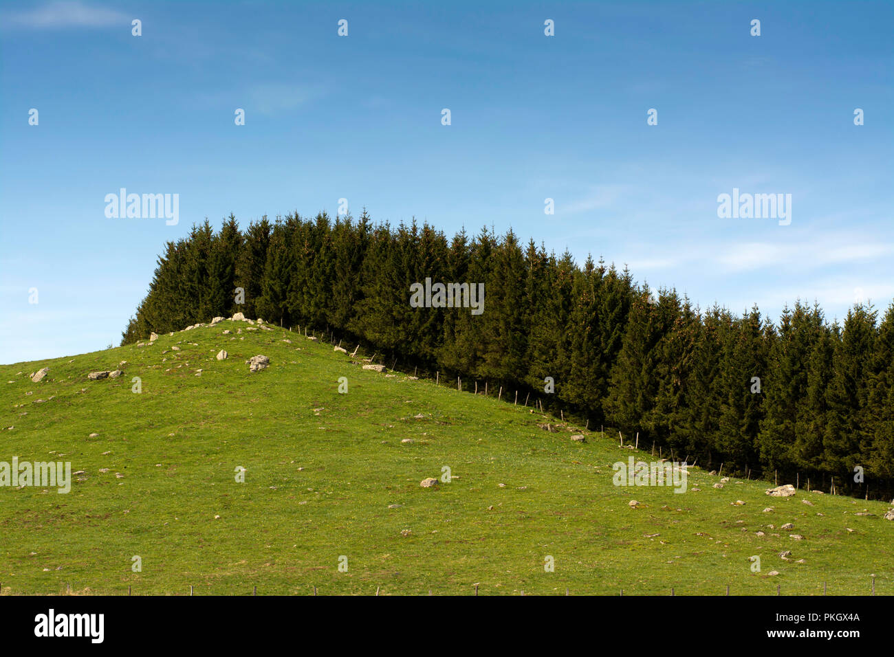 Tree hedge along a small hill covered with pasture, Aubrac plateau ...