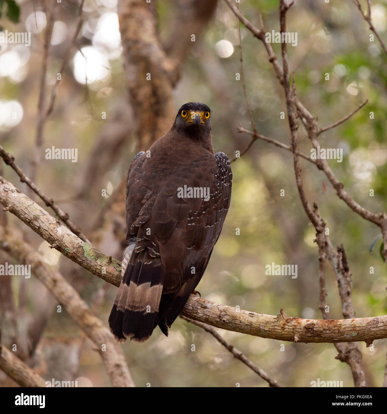 A crested serpent eagle (Spilornis cheela spilogasser) in Wilpattu ...
